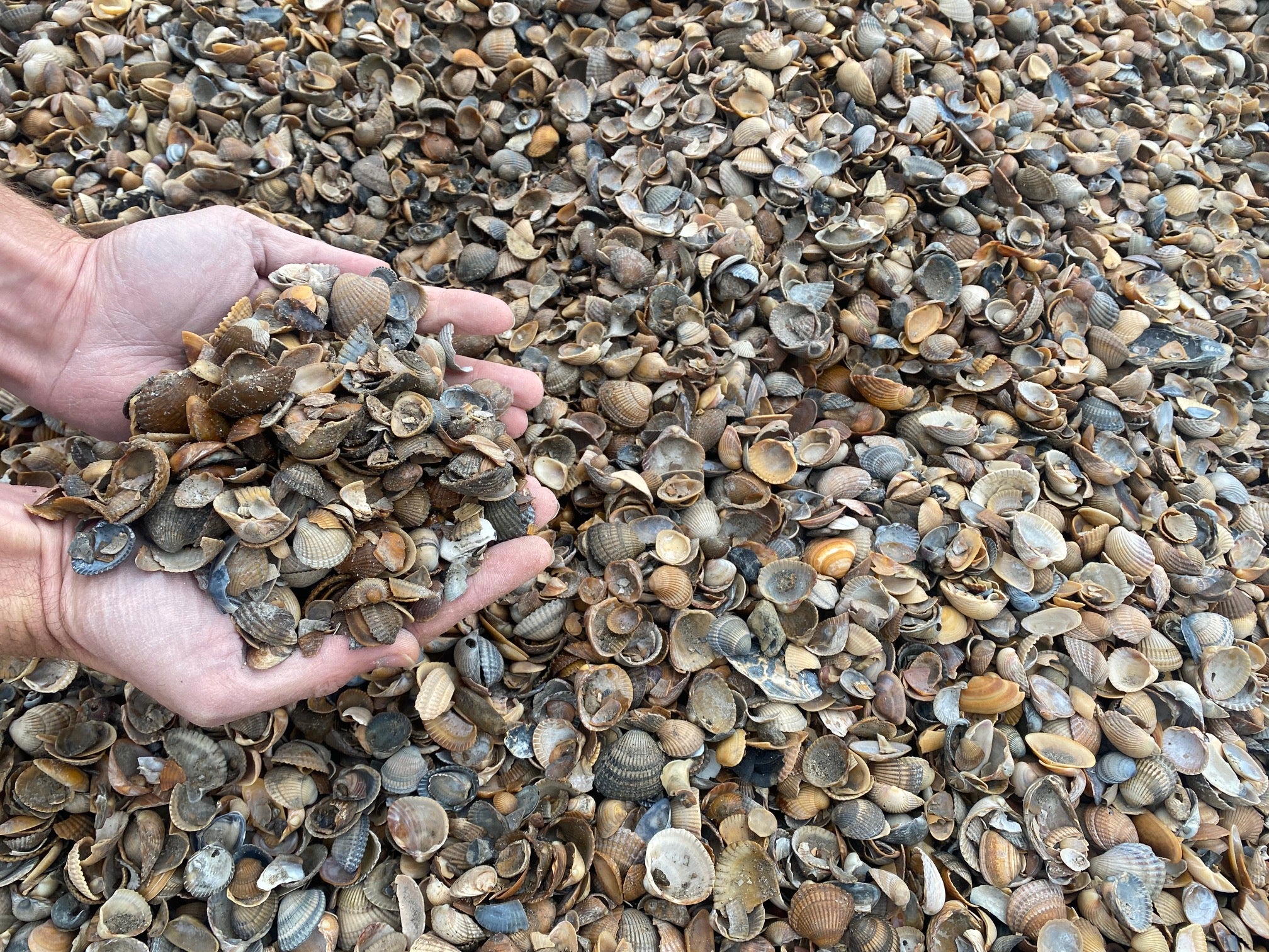 Schelpen in big bag zak kopen online & laten bezorgen