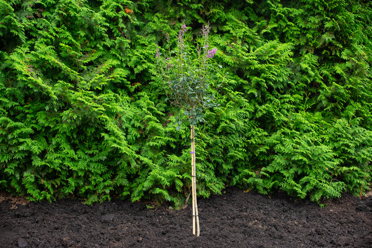 Sering op stam in pot - Syringa v. 'Dark Purple' online kopen