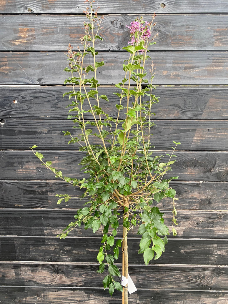 Sering op stam in pot - Syringa v. 'Dark Purple' online kopen
