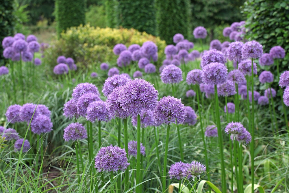 Sierui - Allium Globemaster kopen en combineren