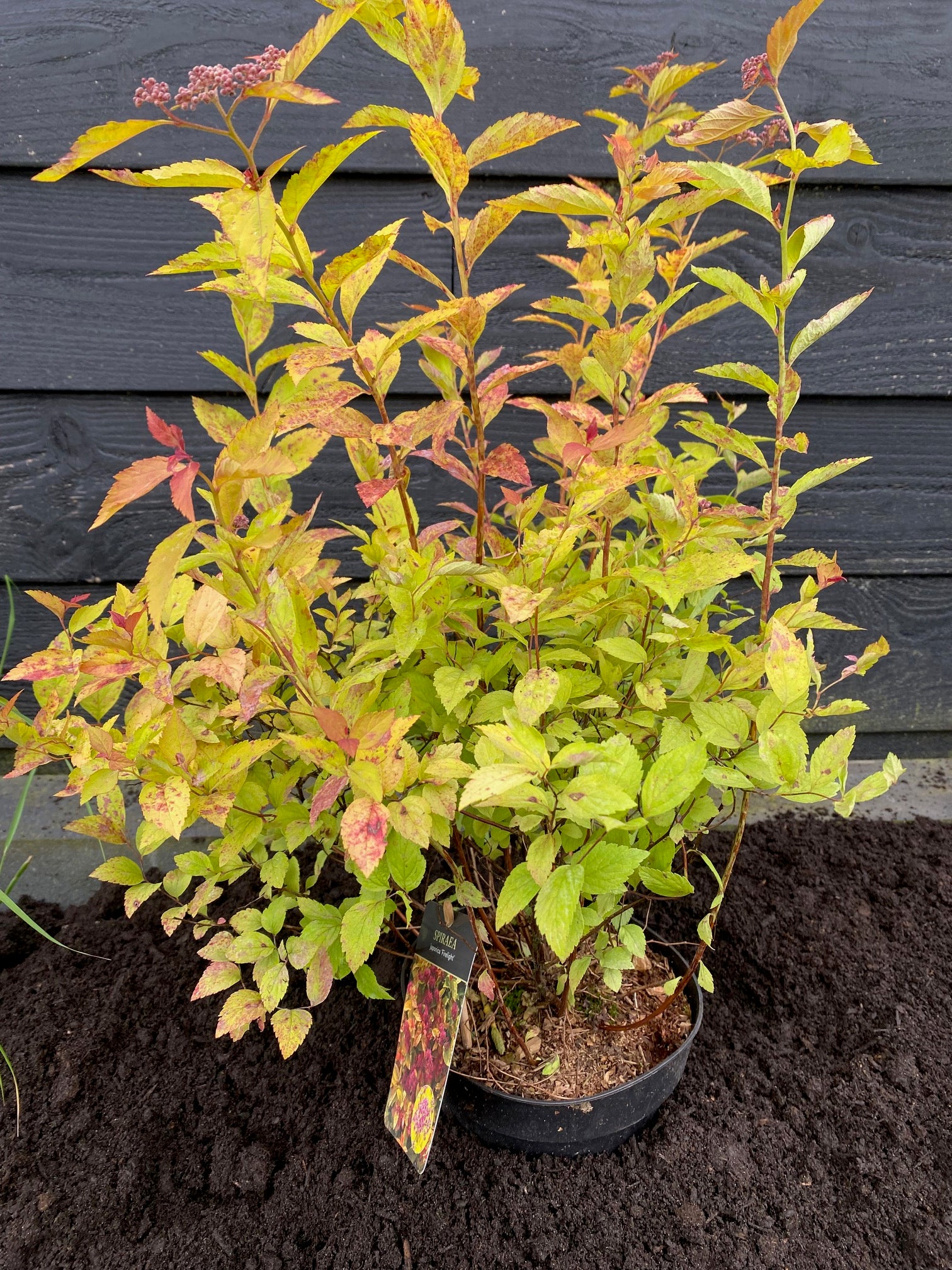 Japanse spirea plant Spiraea japonica 'Firelight' struik