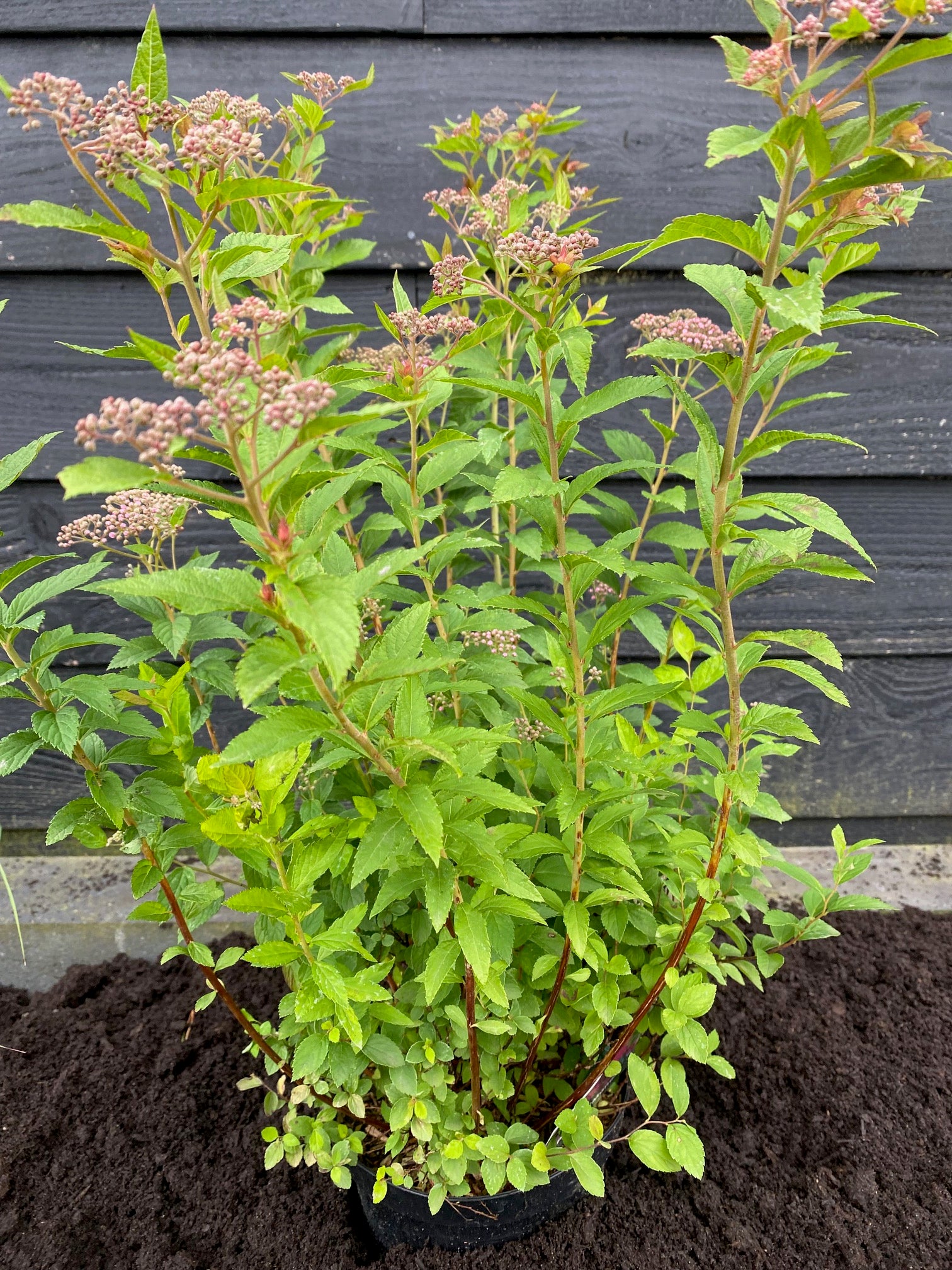 Spierstruik Spiraea japonica 'Manon' 40-50 cm roze