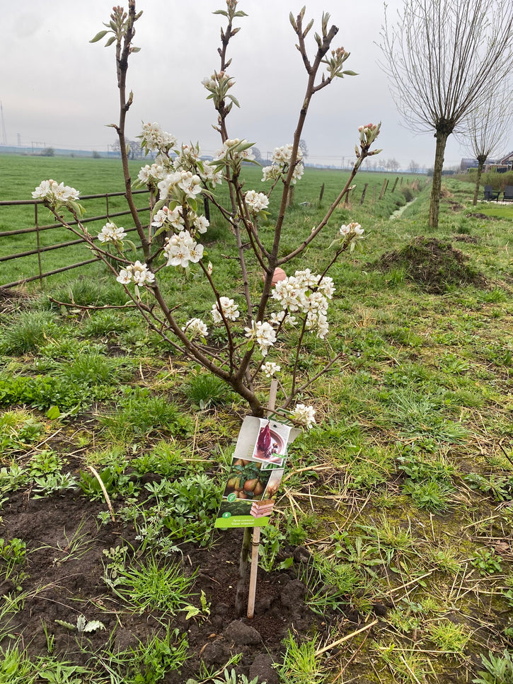 Stoofperenboom - Pyrus communis 'Gieser Wildeman' - morgen bezorgd