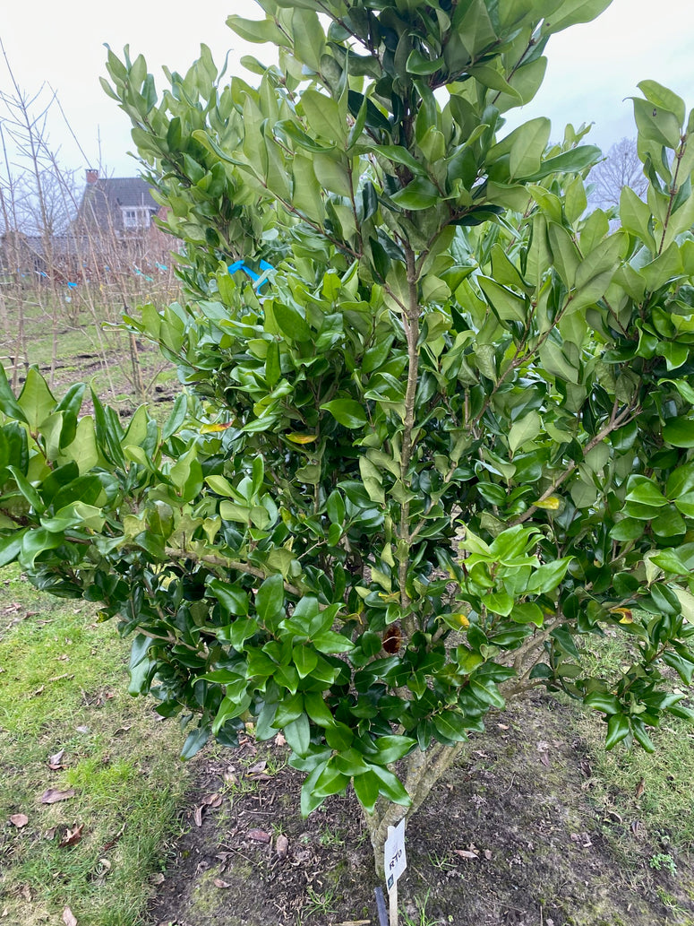 Meerstammige Liguster, Ligustrum japonicum 'Texanum' wintergroen