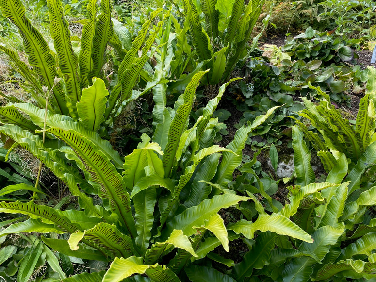 Tongvaren Asplenium scolopendrium varen inheems kopen