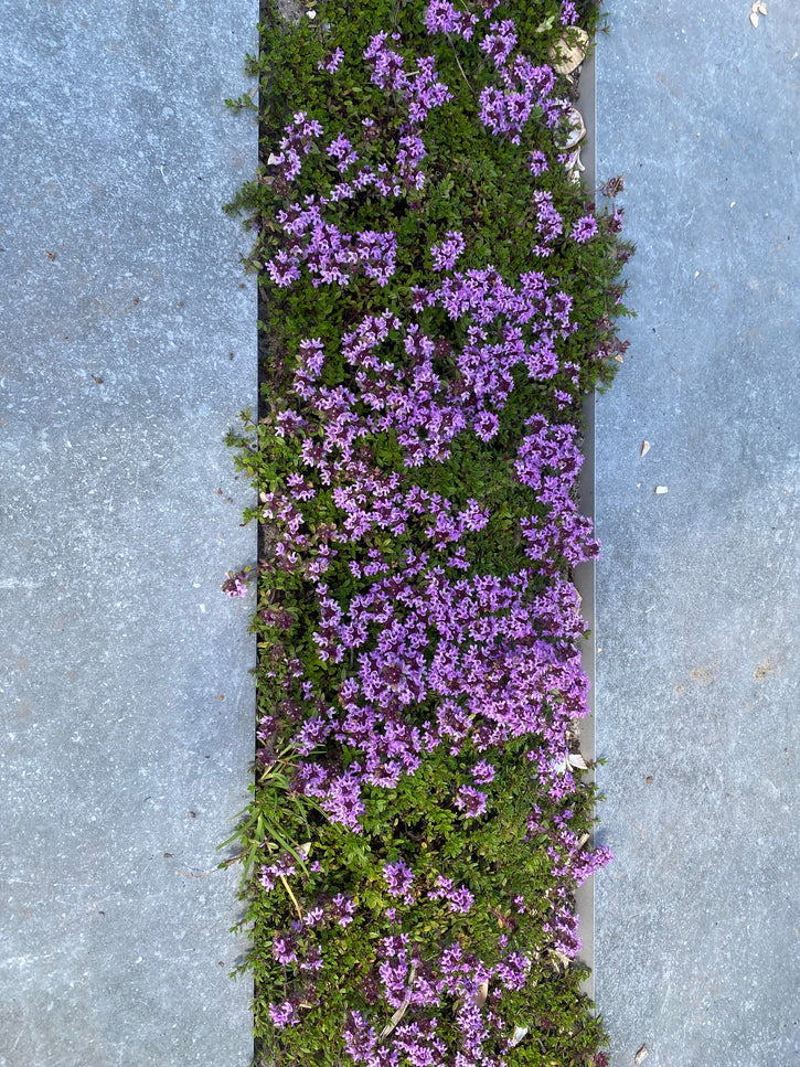 Kruiptijm Thymus praecox 'Coccineus' roze rode tijm kopen