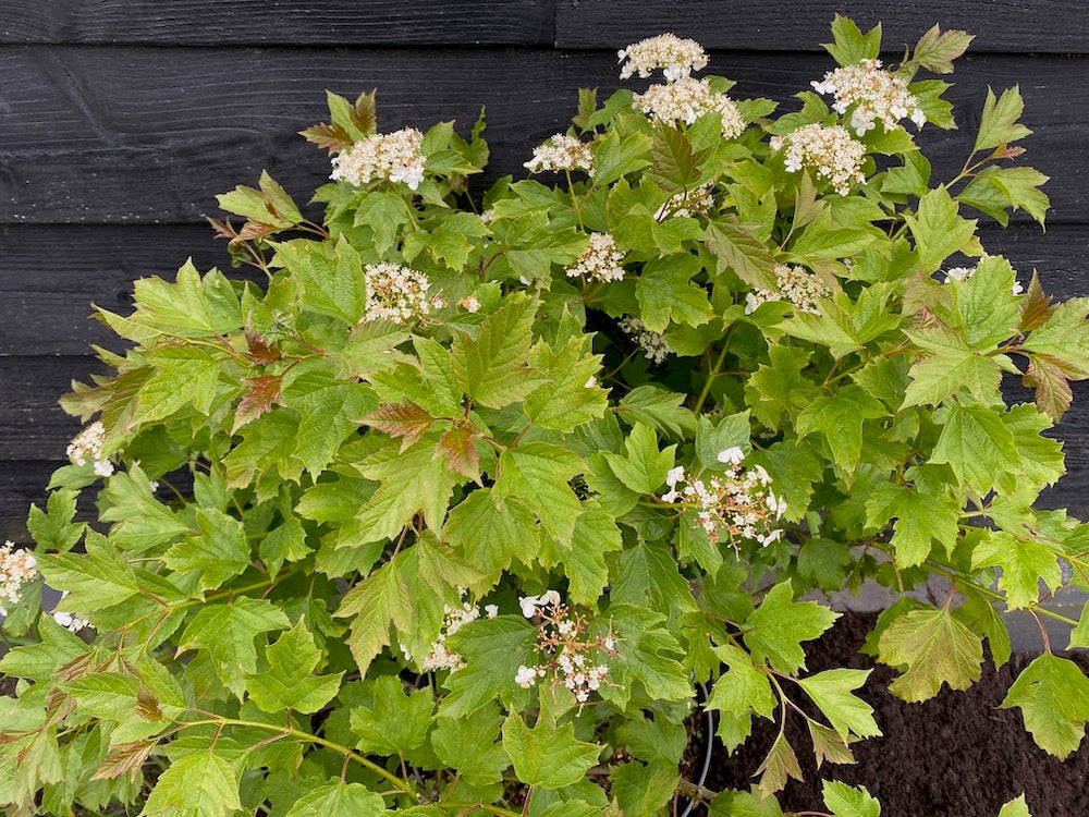 Gelderse roos Viburnum opulus 'Compactum' struik