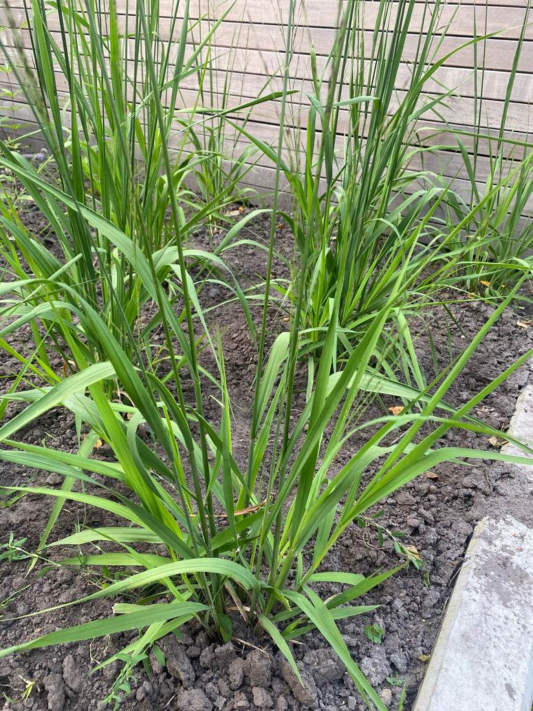 Vingergras - Panicum virgatum 'Northwind' siergras kopen