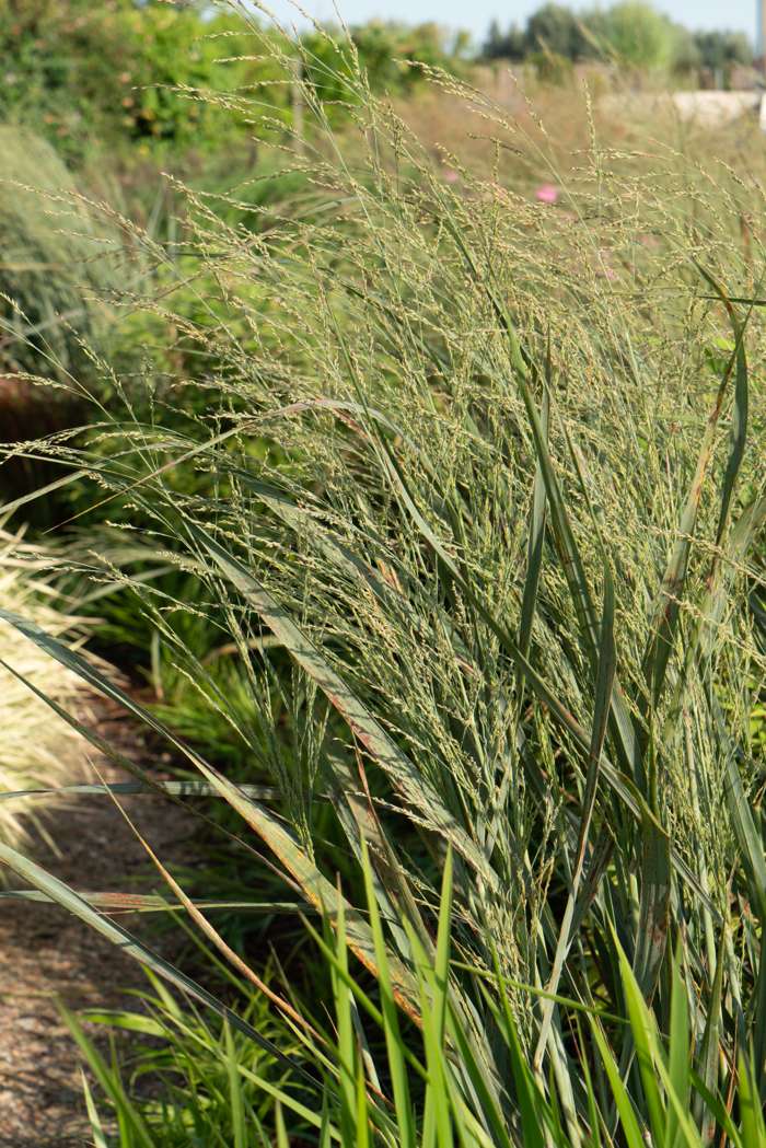 Vingergras - Panicum virgatum 'Northwind' siergras kopen