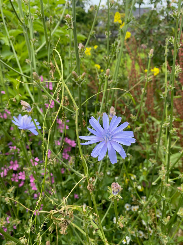 Wilde cichorei - Cichorium intybus plant kopen voor wilde tuin