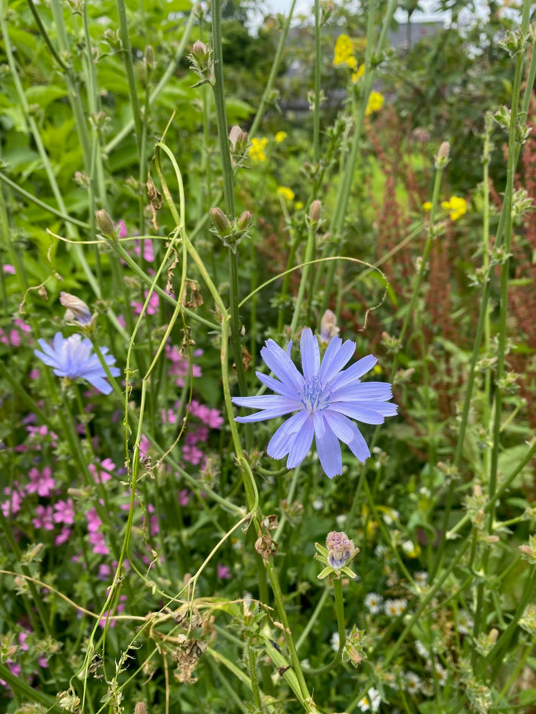 Wilde cichorei - Cichorium intybus plant kopen voor wilde tuin