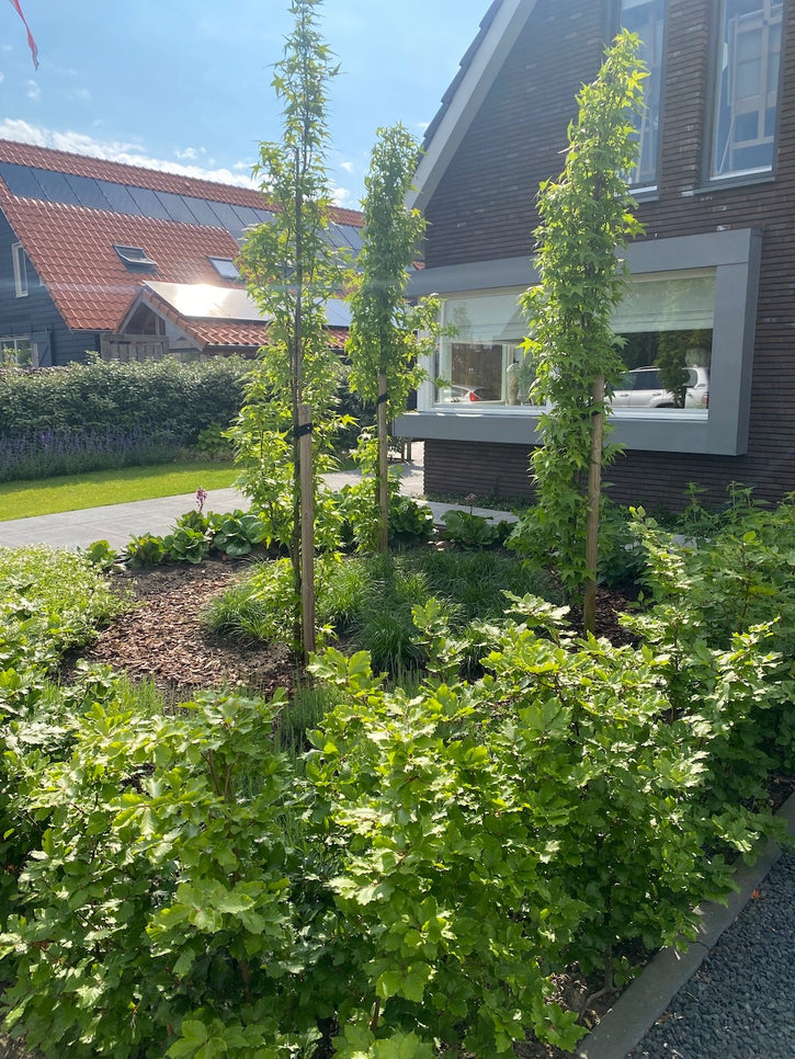 Zuilamberboom Liquidambar styraciflua Opgaande Amberboom