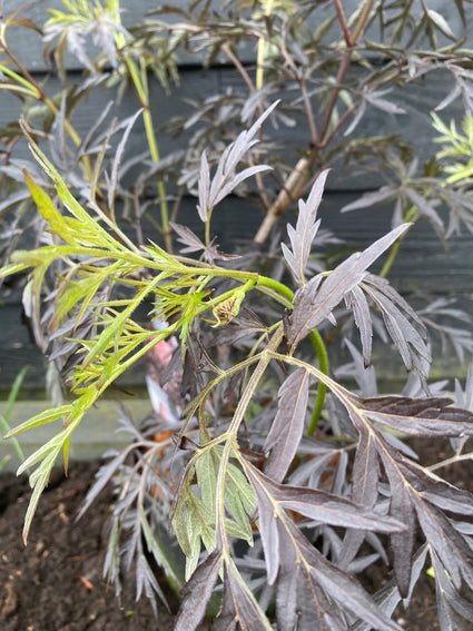 Zwarte Vlier Sambucus nigra Black Lace struik kopen