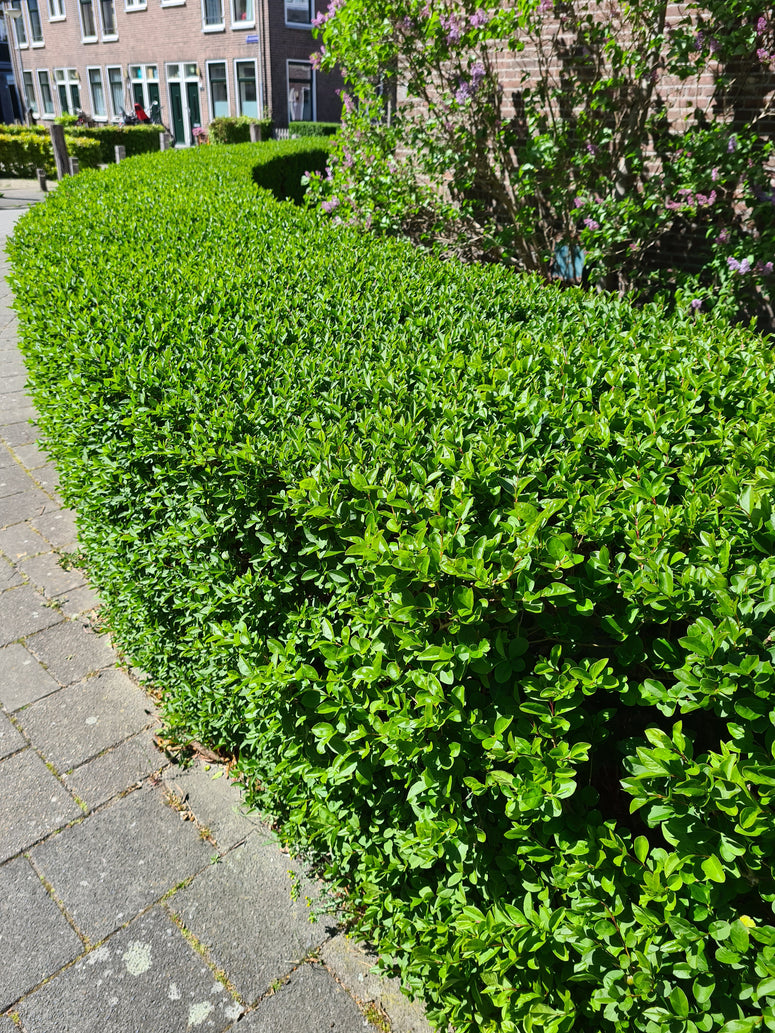 Liguster struik kopen Ligustrum vulgare - haagplanten