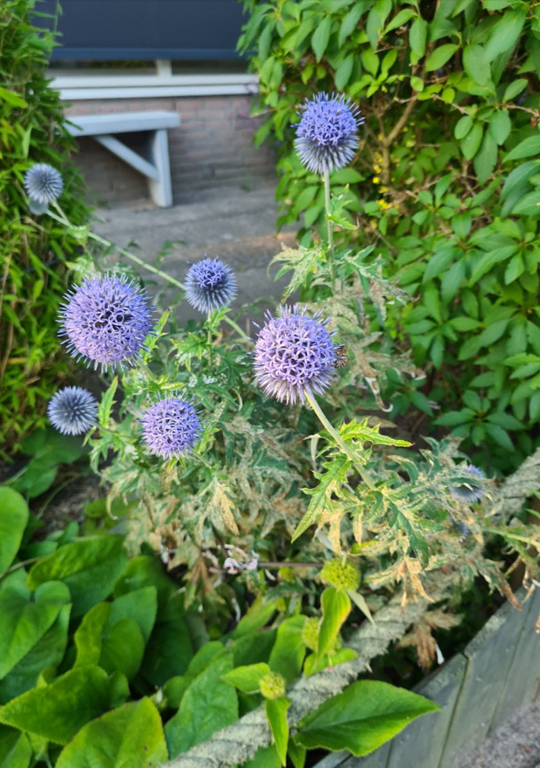 Kogeldistel - Echinops ritro 'Veitch's Blue' - Yarinde tuinplant