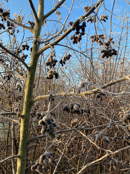 Zwarte Els 'Alnus glutinosa' als haag of inheemse boom kopen