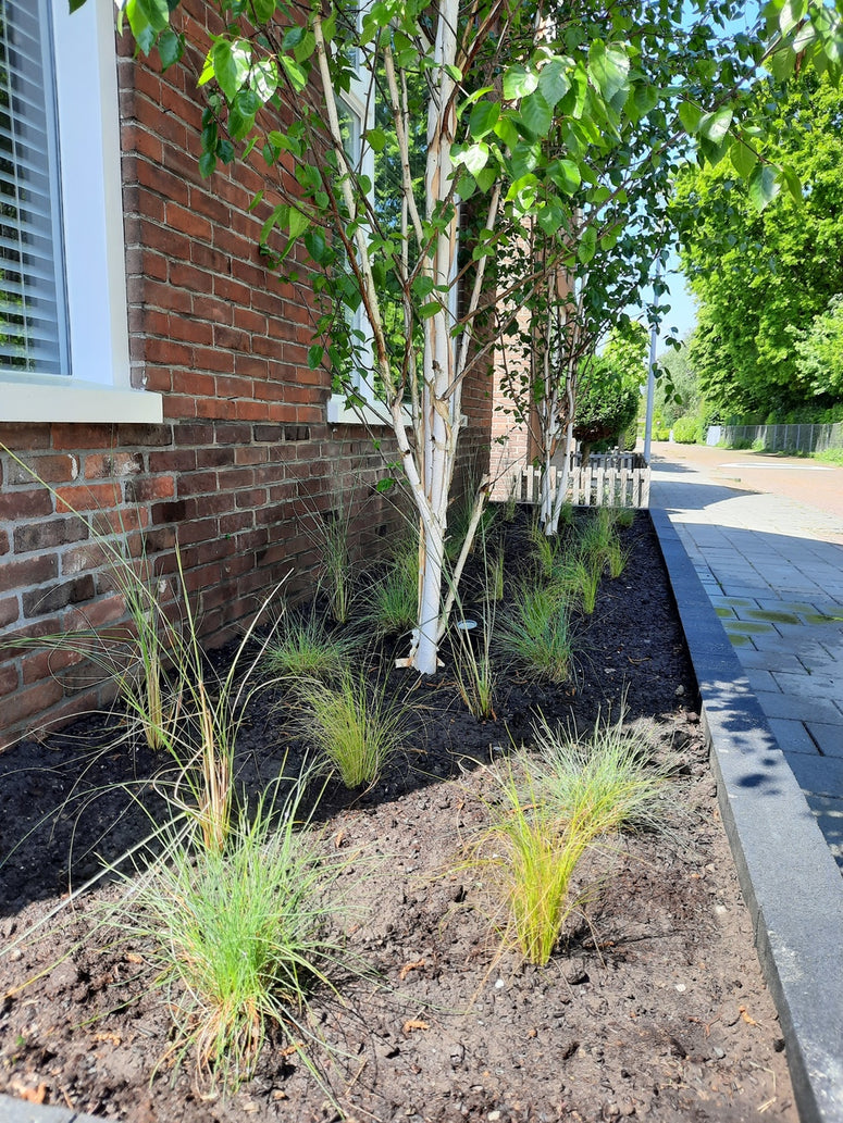 Borderpakket siergrassen voor o.a. strandtuin borders