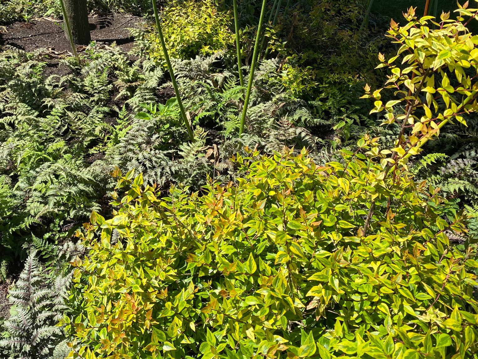 Abelia 'Edward Goucher' struik voor lage haag of border