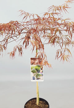 Japanse Esdoorn op stam Acer Palmatum 'Crimson Queen' kopen