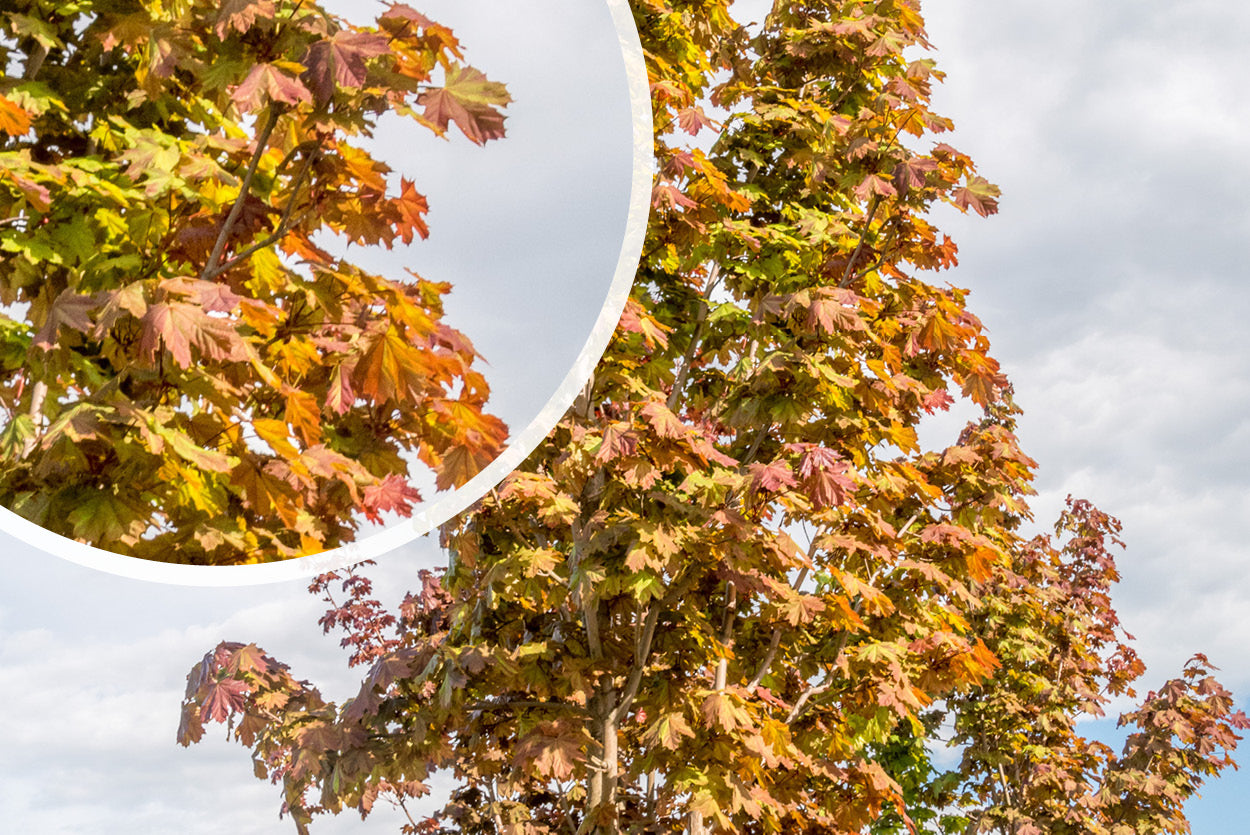 Noorse esdoorn - Acer platanoides 'Deborah' boom
