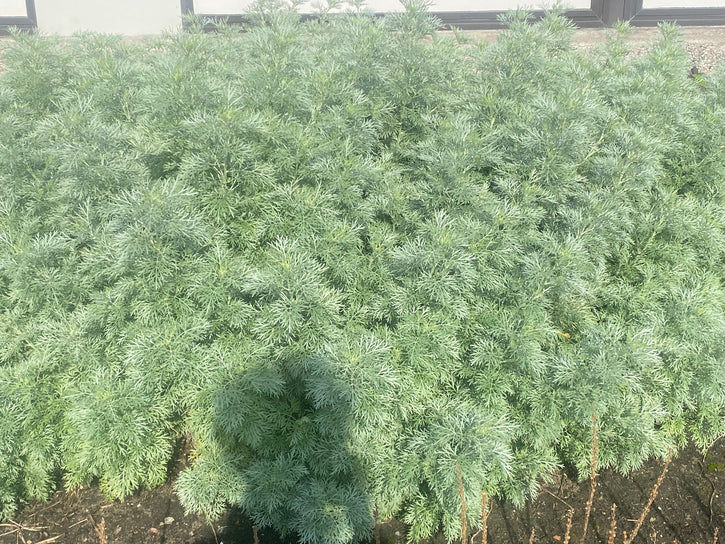 Bijvoet Alsem - Artemisia schmidtiana 'Nana' kopen & combineren