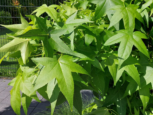 Zuilamberboom Liquidambar styraciflua Opgaande Amberboom