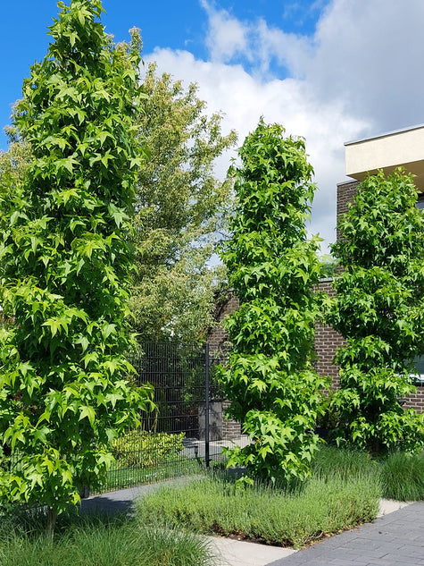 Zuilamberboom Liquidambar styraciflua Opgaande Amberboom