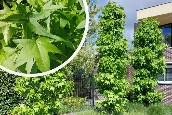 Zuilamberboom Liquidambar styraciflua Opgaande Amberboom