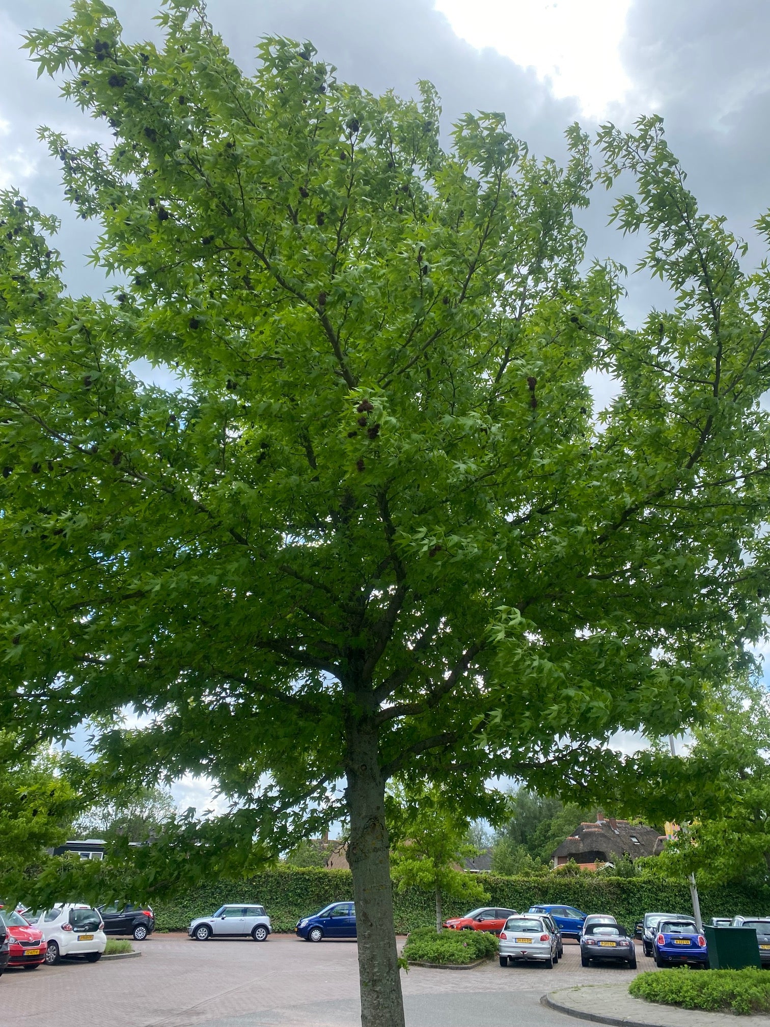 Amberboom Liquidambar styraciflua boom kopen - hoogstam