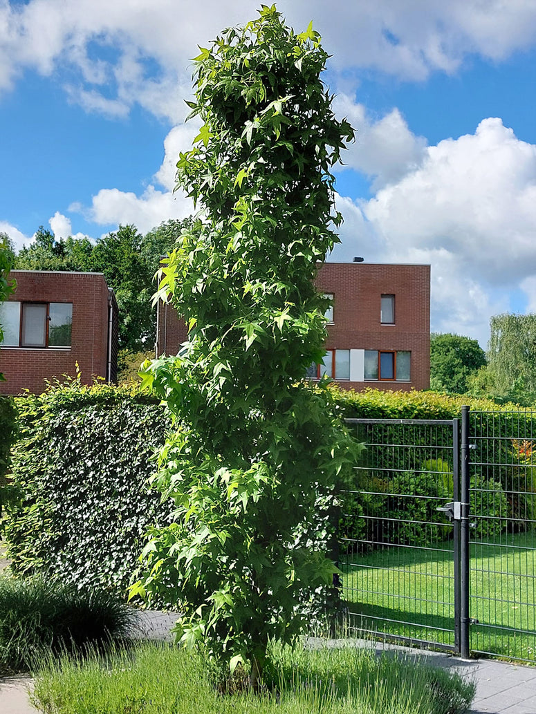 Zuilamberboom Liquidambar styraciflua Opgaande Amberboom