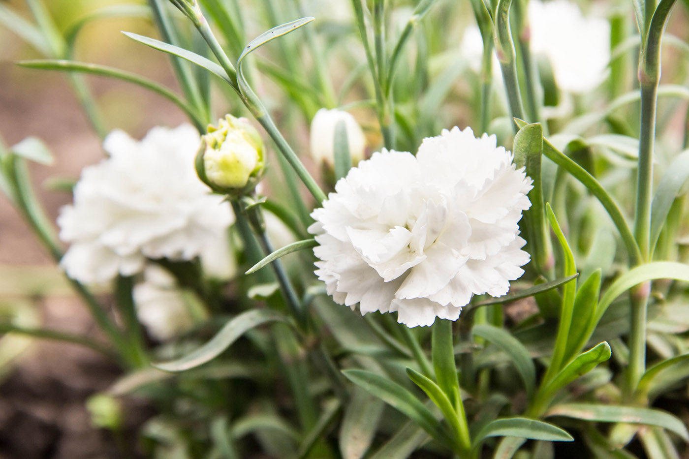 Anjer - Dianthus 'Haytor White' plant