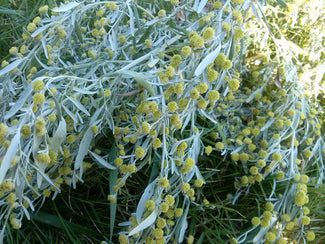 Absintalsem - Artemisia absinthium Absint plant kopen