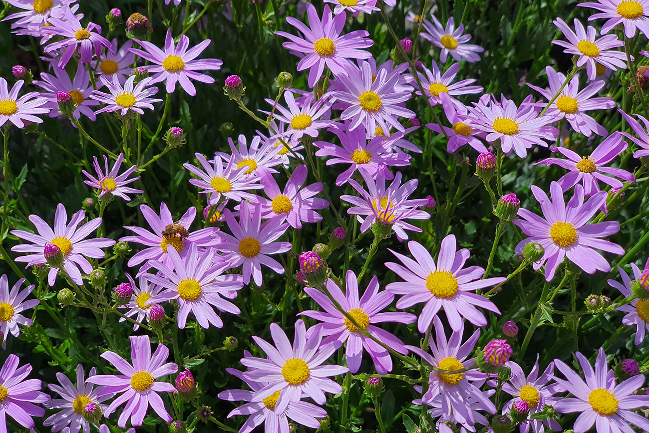 Bergaster - Aster amellus 'King George' plant