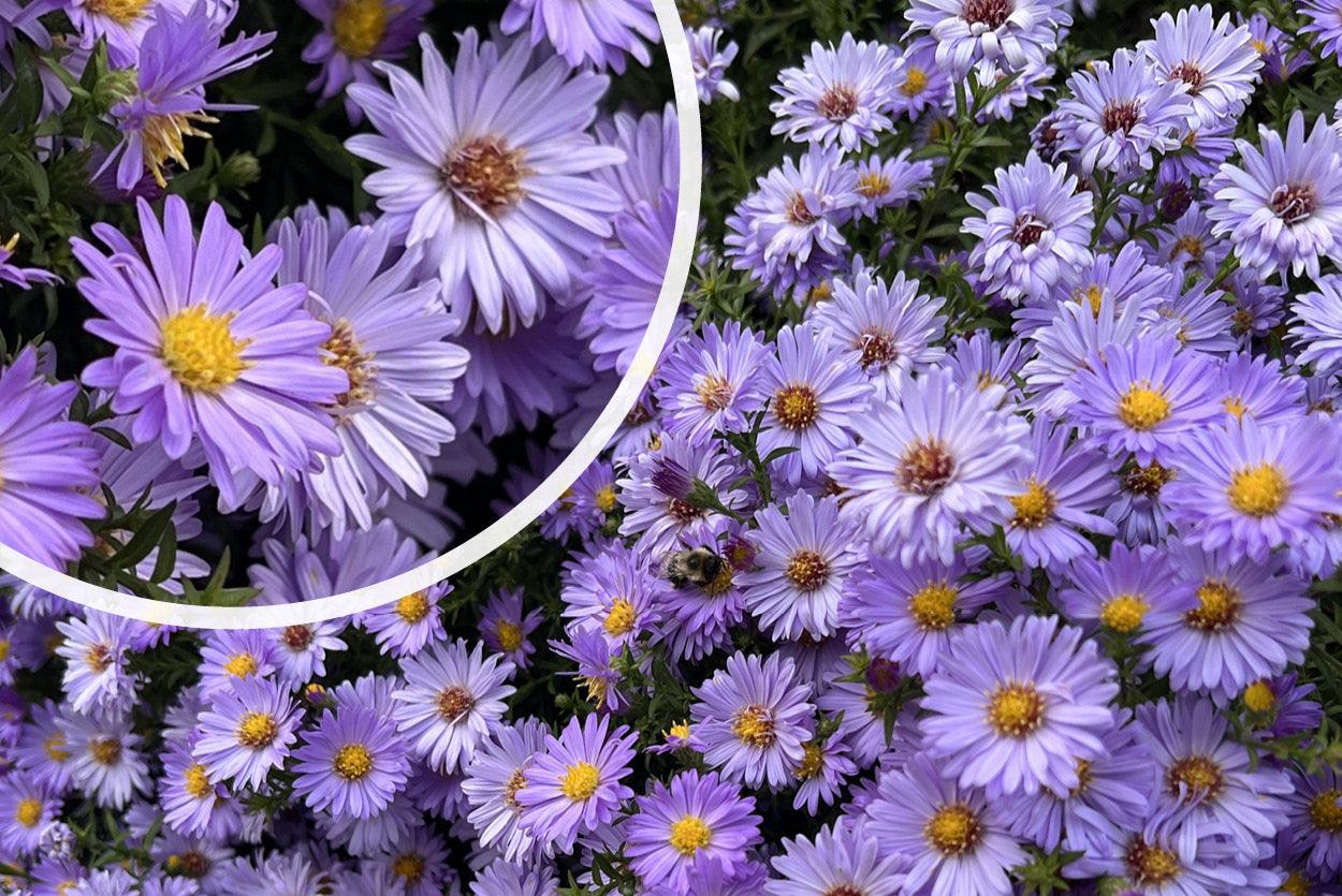 Aster x frikartii 'Mönch' plant 70 cm herfstasters