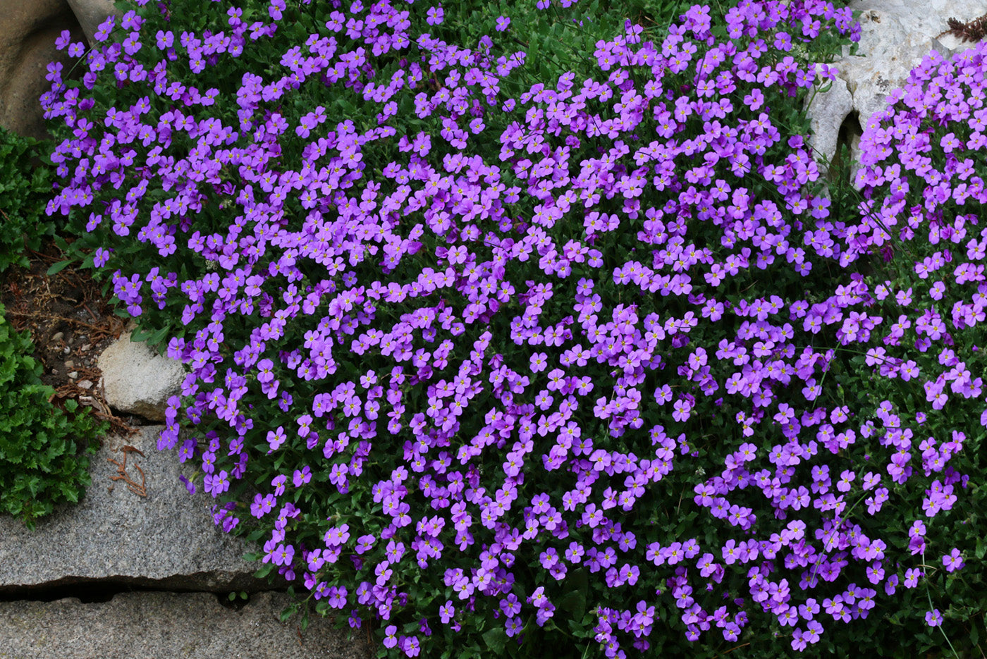 Blauwkussen - Aubrieta 'Valder' plant