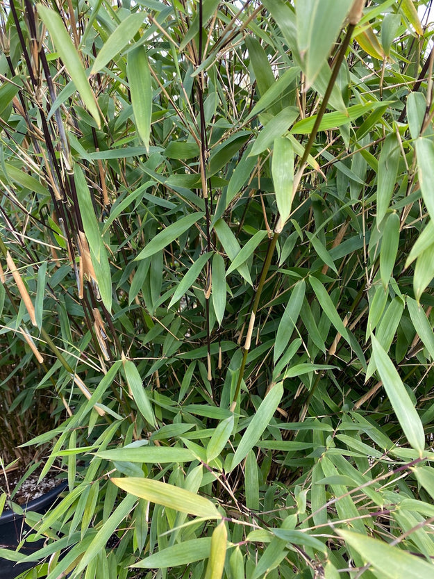 Bamboe voor hoge haag - Fargesia winter joy kopen