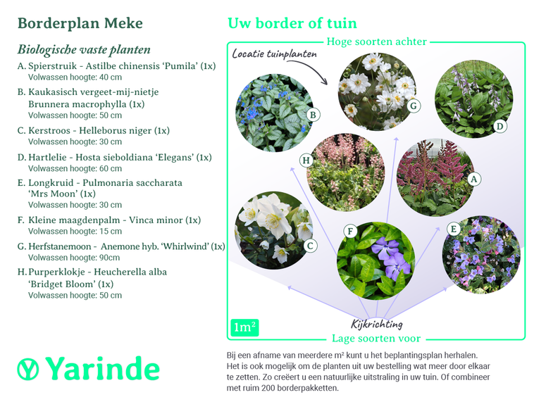 Borderpakket Meke - Biologische vaste planten schaduw kopen