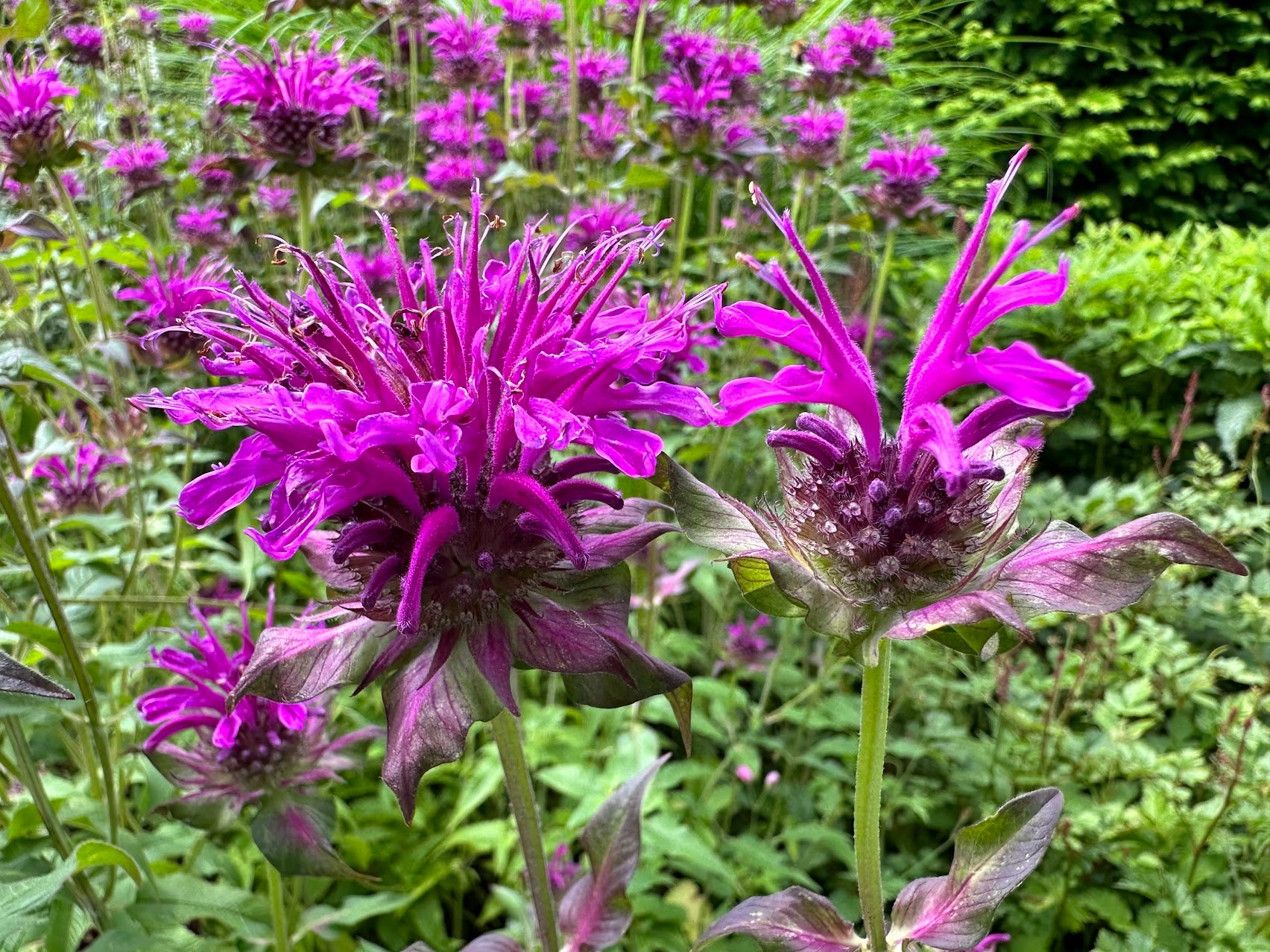 Bergamotplant - Monarda 'Scorpion' - vaste planten