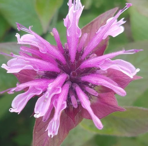 Bergamotplant - Monarda 'Scorpion' - vaste planten