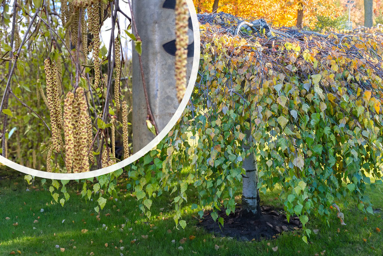 Treurberk - Betula pendula Youngii treurboom berk