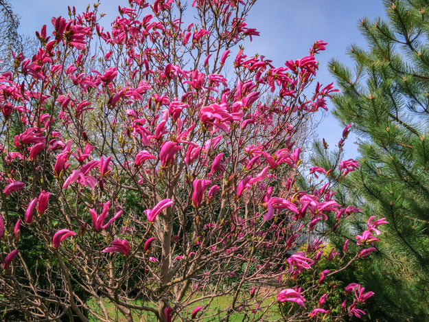 Meerstammige (bio) Magnolia 'Susan' kopen? Biologisch