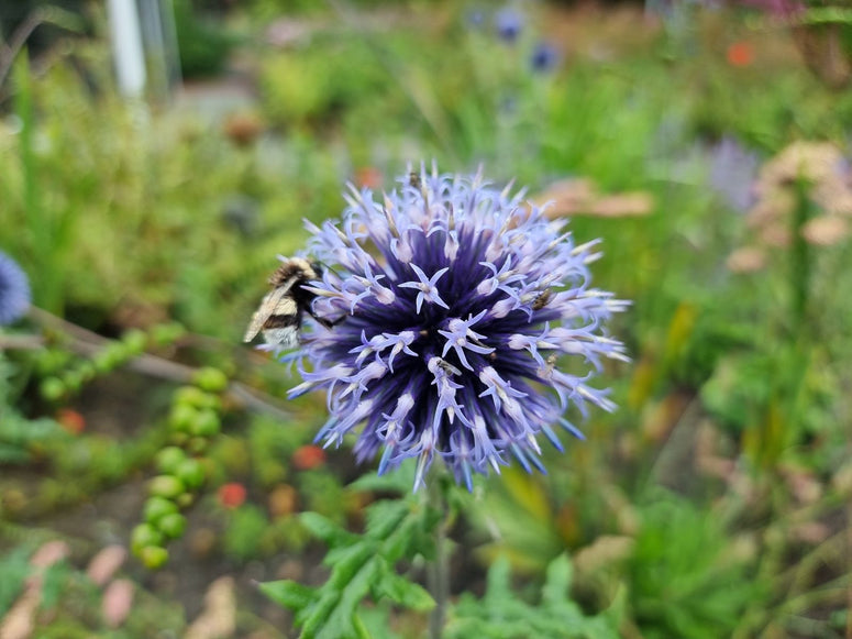 Kogeldistel - Echinops ritro tuinplanten combineren en kopen