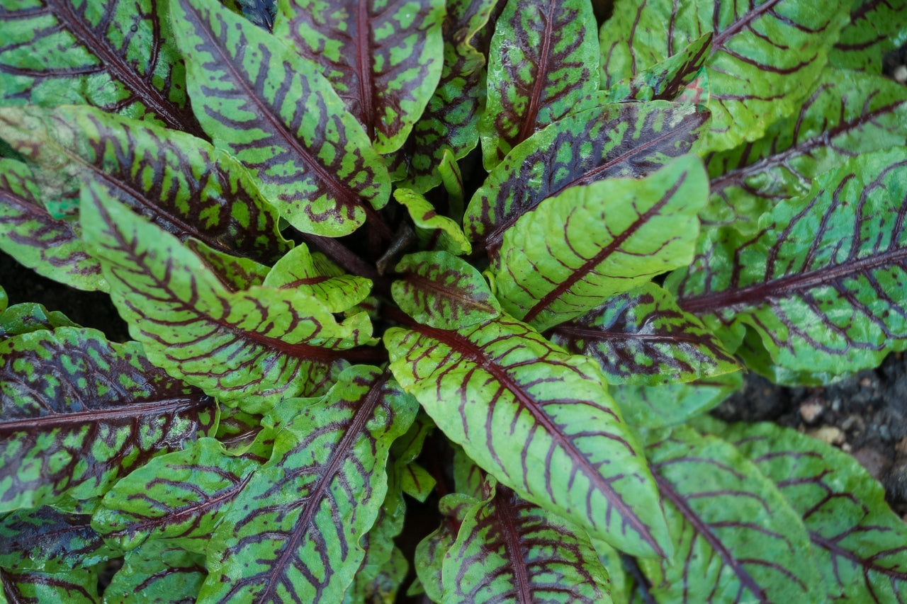 Bloedzuring - Rumex sanquineus moestuin planten kopen