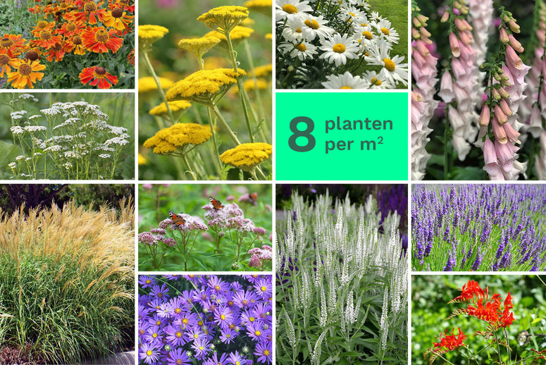 Borderpakket aanbieding kleurrijke vaste planten mix kopen