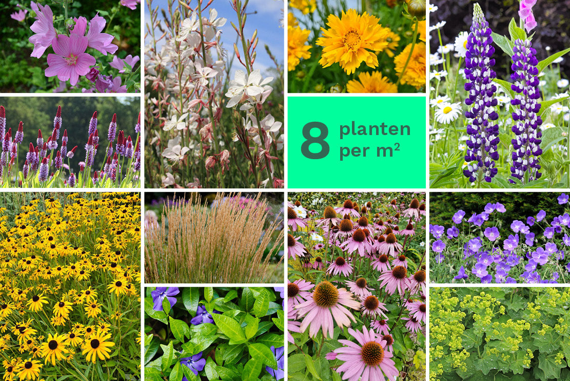 Borderpakket aanbieding kleurrijke vaste planten mix kopen