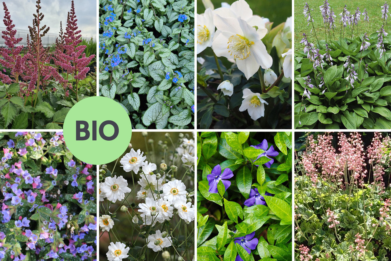 Borderpakket Meke - Biologische vaste planten schaduw kopen