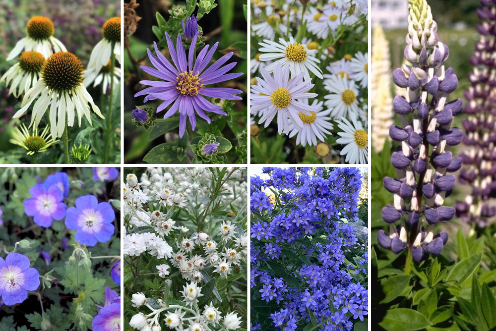 Borderpakket Harry - Engelse Cottage tuin planten set per m2 kopen