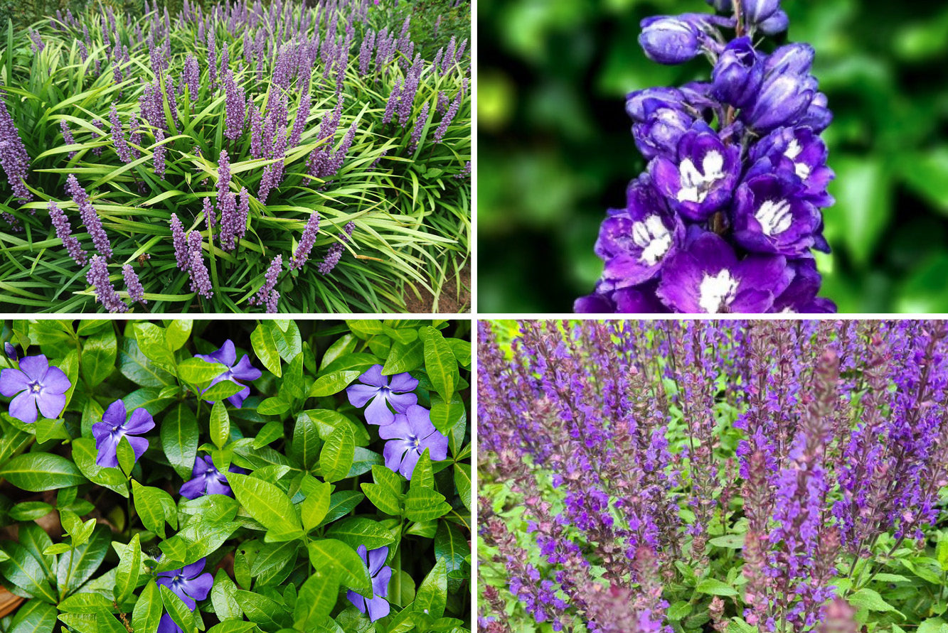 Vaste planten combinaties paarse bloemen - Borderpakket m2 (half)zon