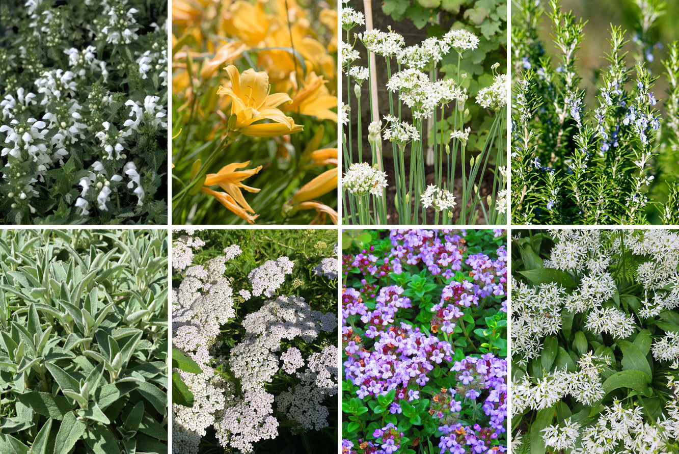 Laag voedselbos pakket per m2, lage planten kruidlaag