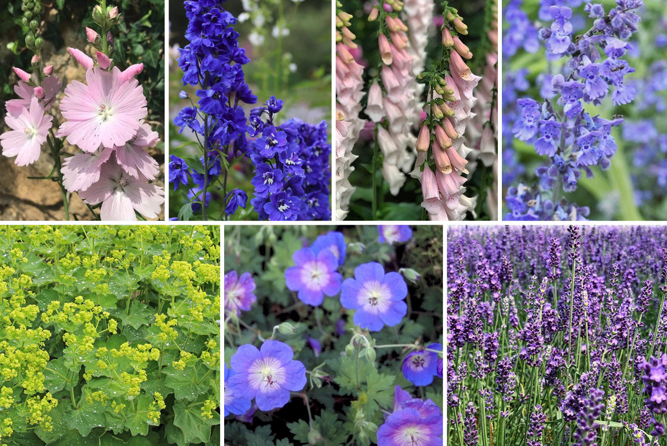 Borderpakket William Engelse tuin wit, roze, paarse planten - m2 set